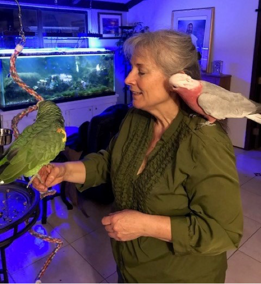 Curing the COVID Blues with a Blue-Fronted Amazon (and Friend!) | Mickaboo